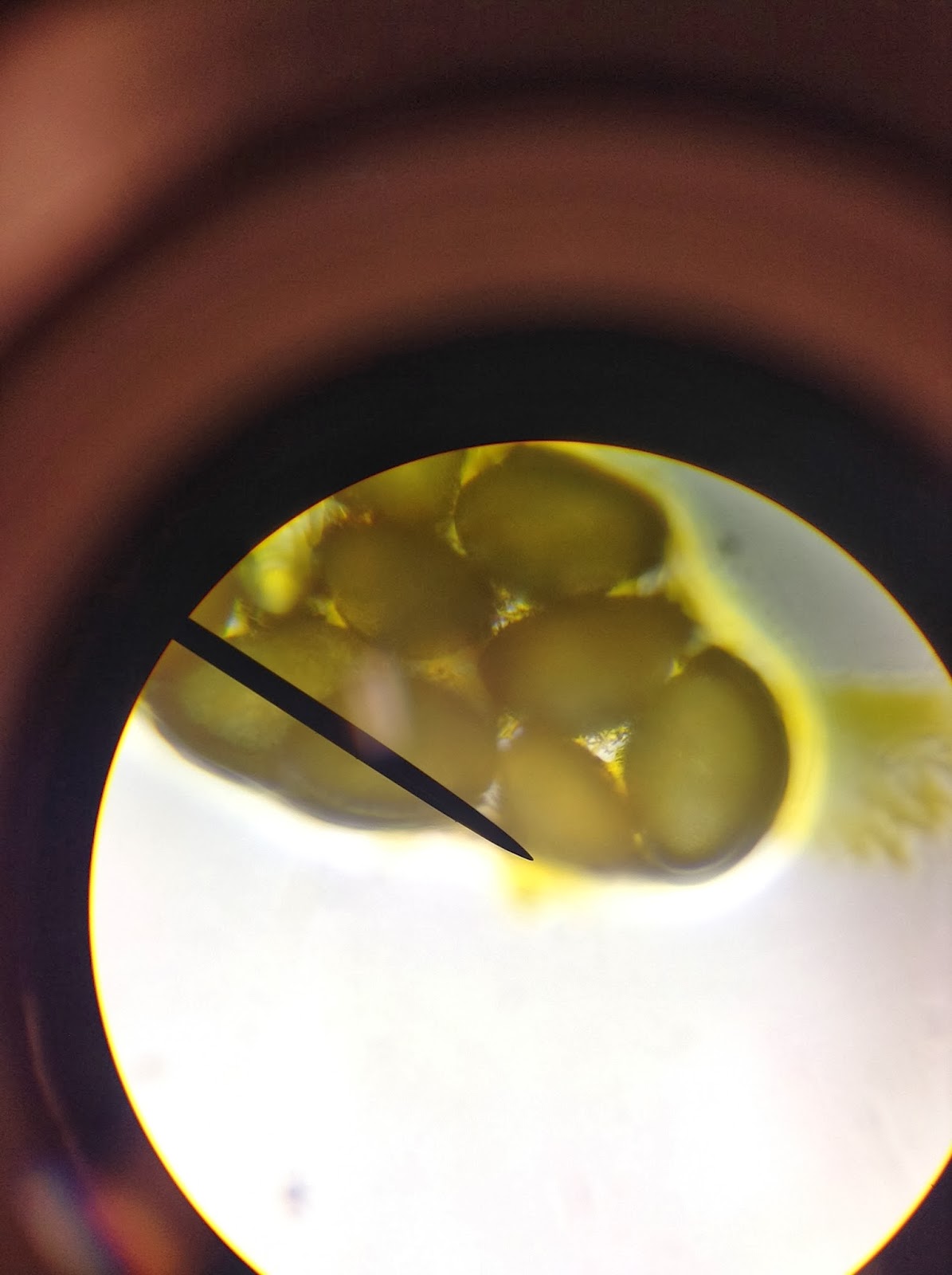 Learning and Investigating Lily Pollen: Compound Light Microscope Pictures