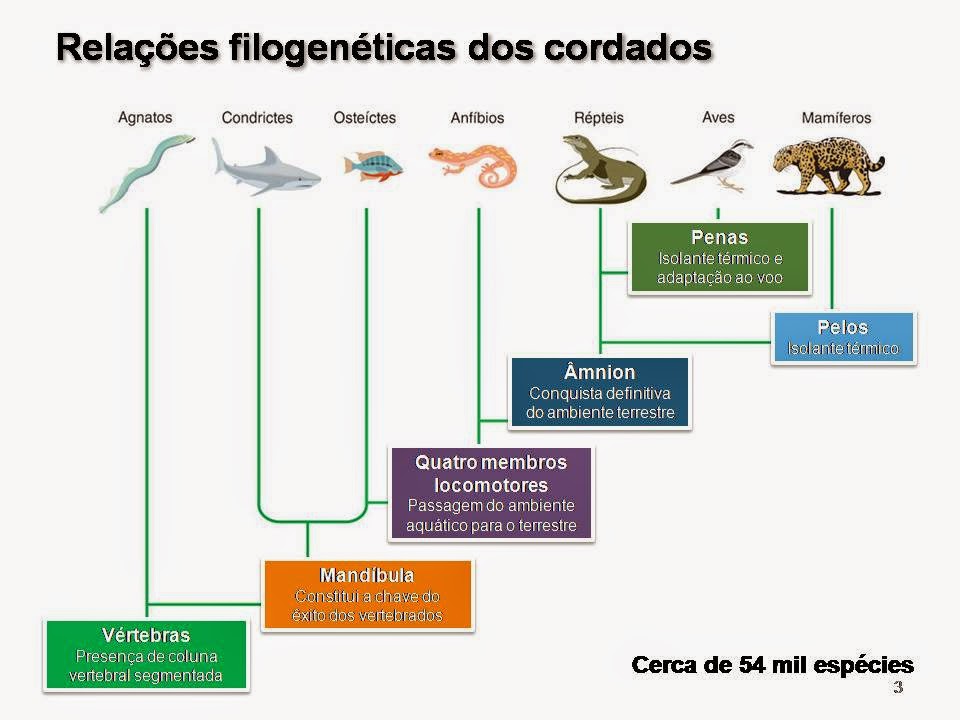 Bio prof. Viviane: Aula - Filo Chordata