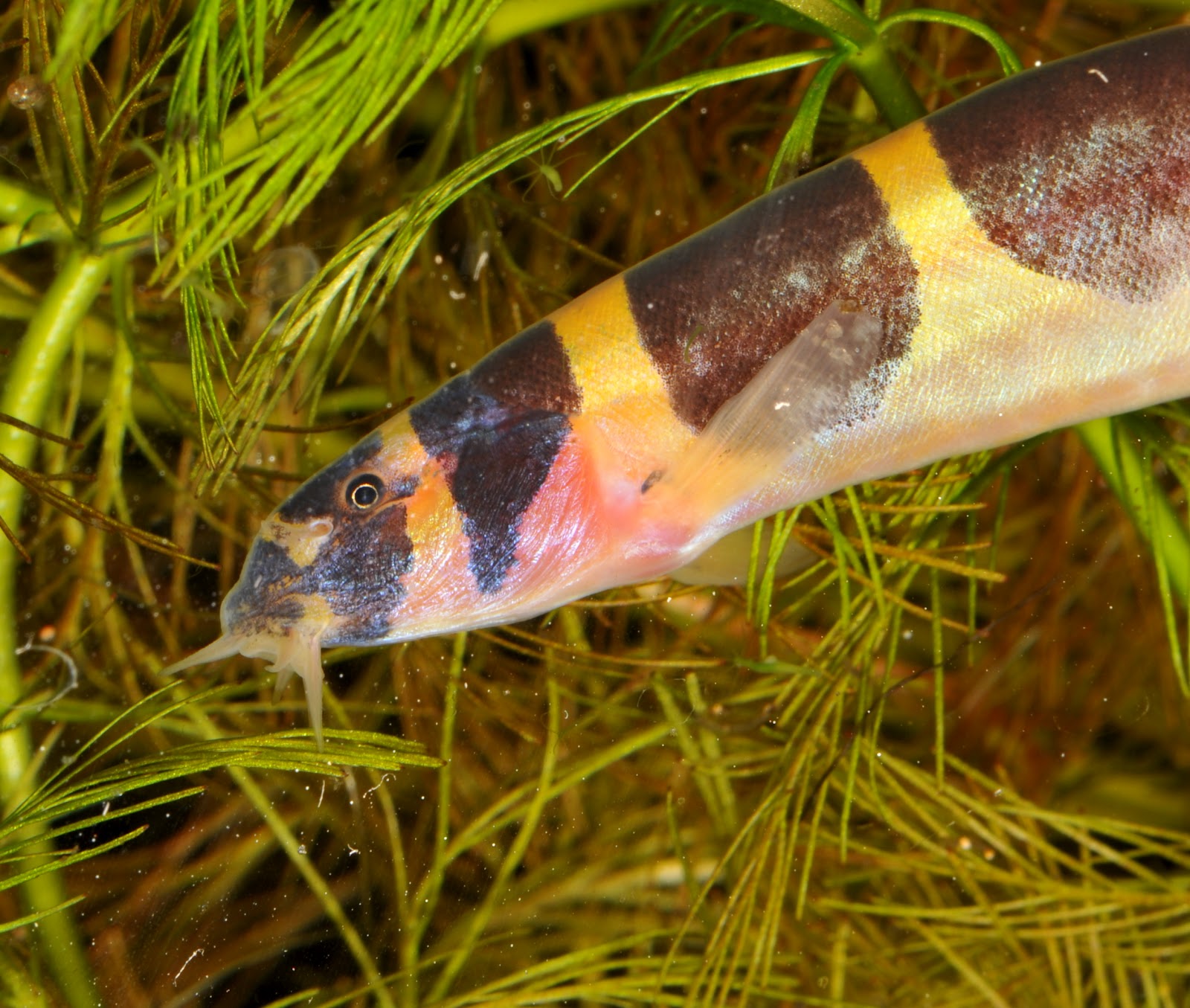 Studio Kwaak: Pangio kuhlii sumatranus