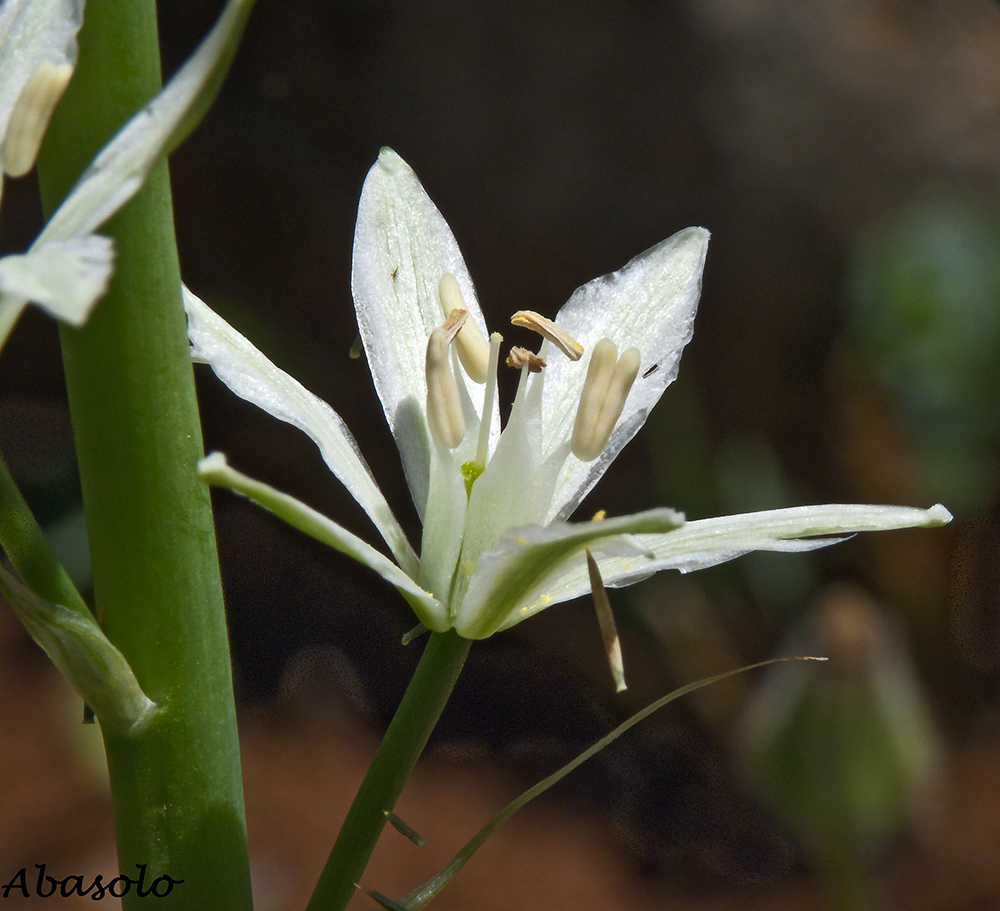 FOTOGRAFÍAS DE NATURALEZA: Ornithogalum sp.