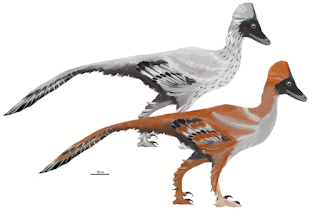 DinoGoss: Supporting the Dinosaur/Bird Link in the Era of the MANIAC