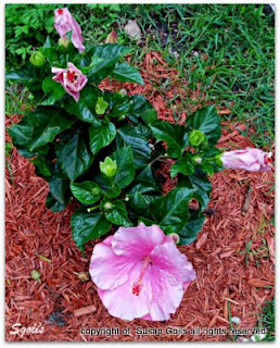 Yard and Garden Secrets: Easy to Follow Hibiscus Growing Tips