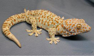 Klasifikasi Tokek | Uchaal