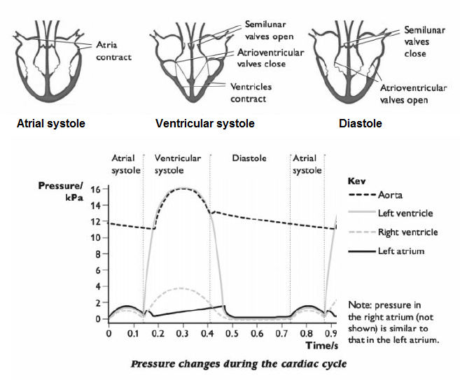#46 The Heart | Biology Notes for A level
