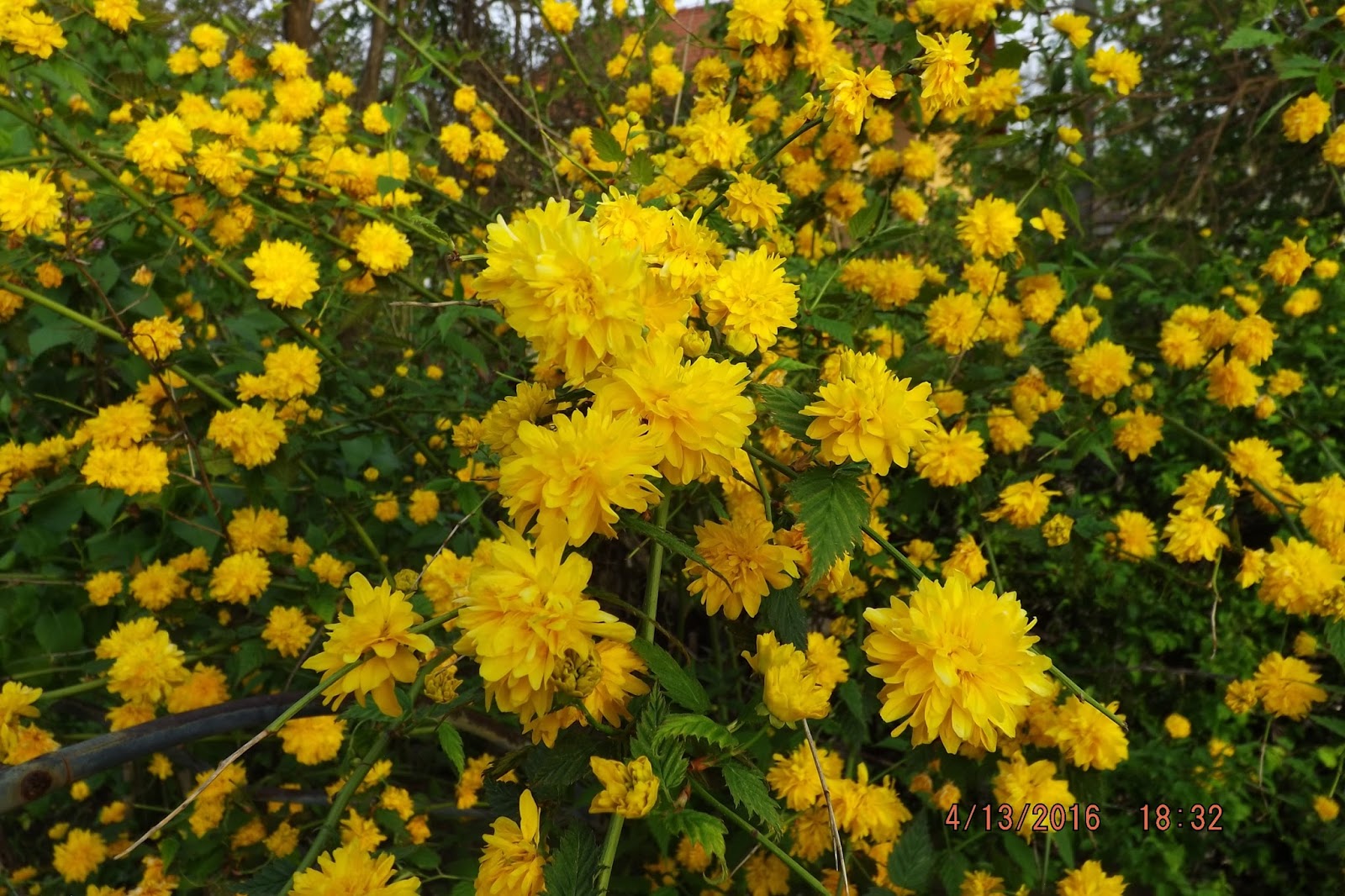 Gradinarit anotimp cu anotimp: Periplu de aprilie in gradina