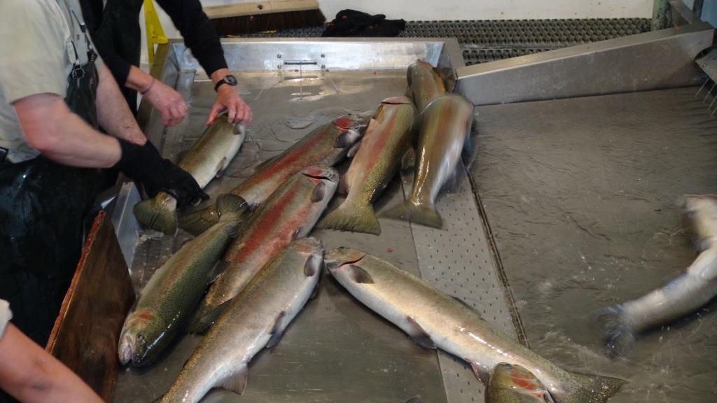 The Fish Ladder: Notes from Dworshak Fisheries Complex: Steelhead ...