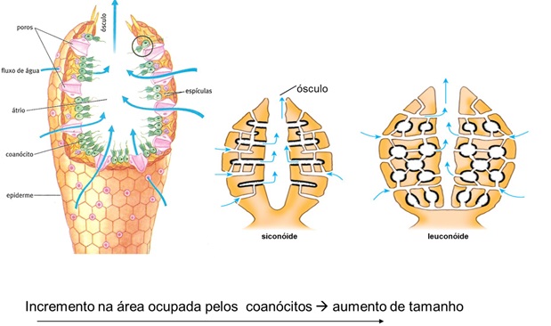 Fofurinhas Biológicas: PORÍFEROS: OS PRIMEIROS ANIMAIS