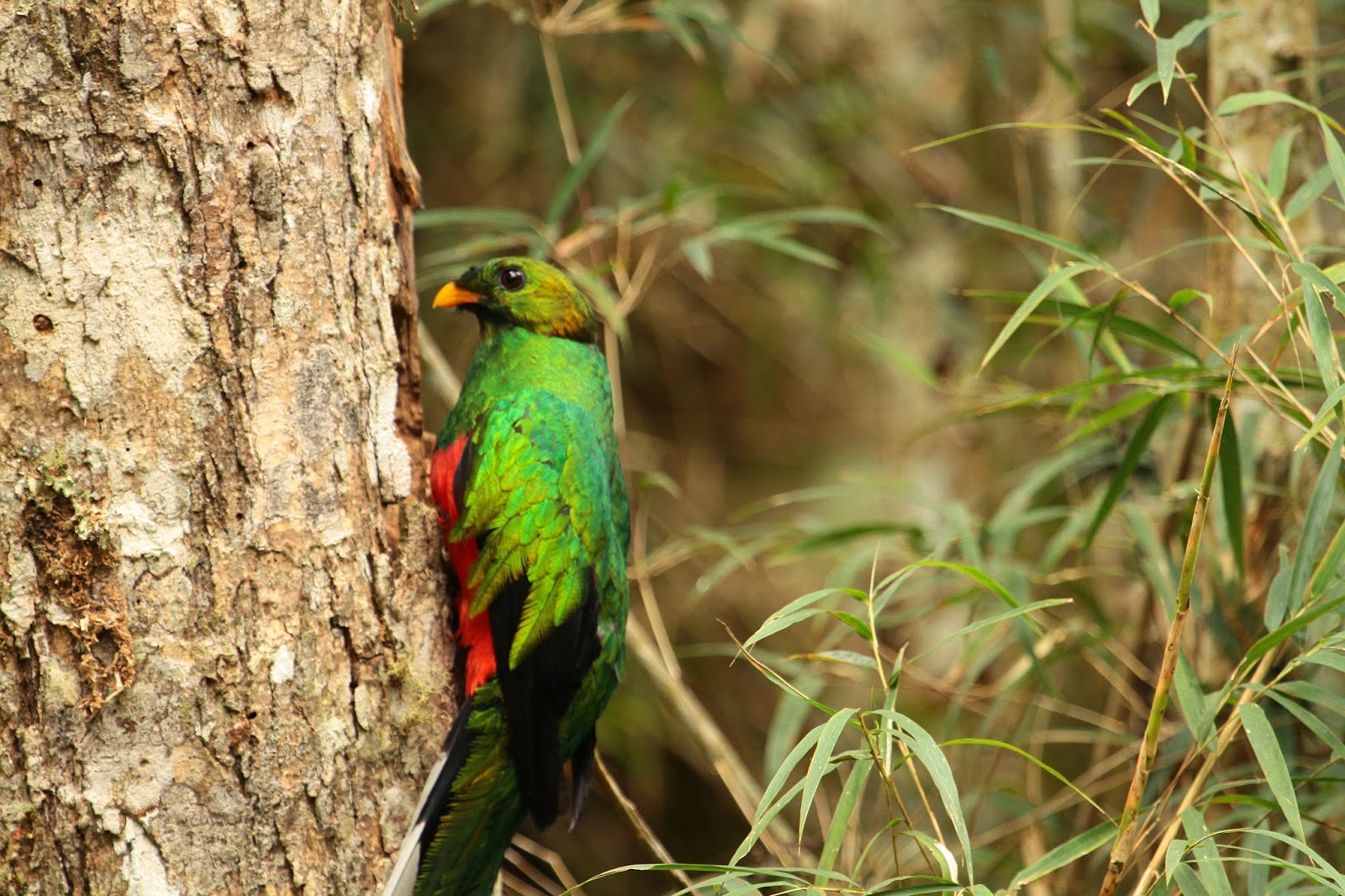 Nuestro bello mundo...: White-tipped Quetzal, male, Pharomachrus ...