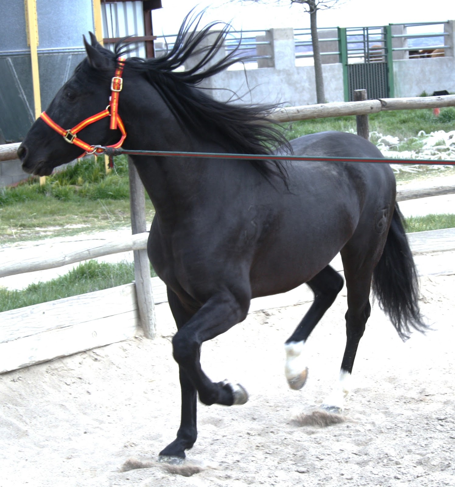 Fotos De Caballos Españoles