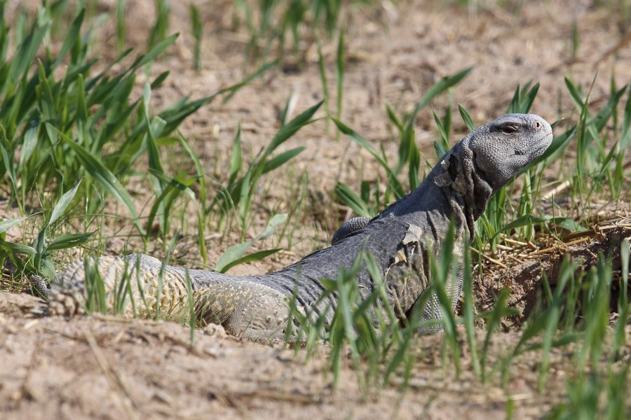 Birds of Saudi Arabia: Arabian Spiny-tailed Lizard - Qaryat Al Ulya ...
