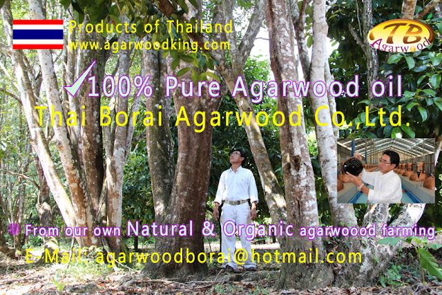 Arabic Perfume: agarwood tree