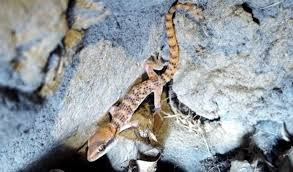 PLAAN : Gecko de Lima - Phyllodactylus sentosus