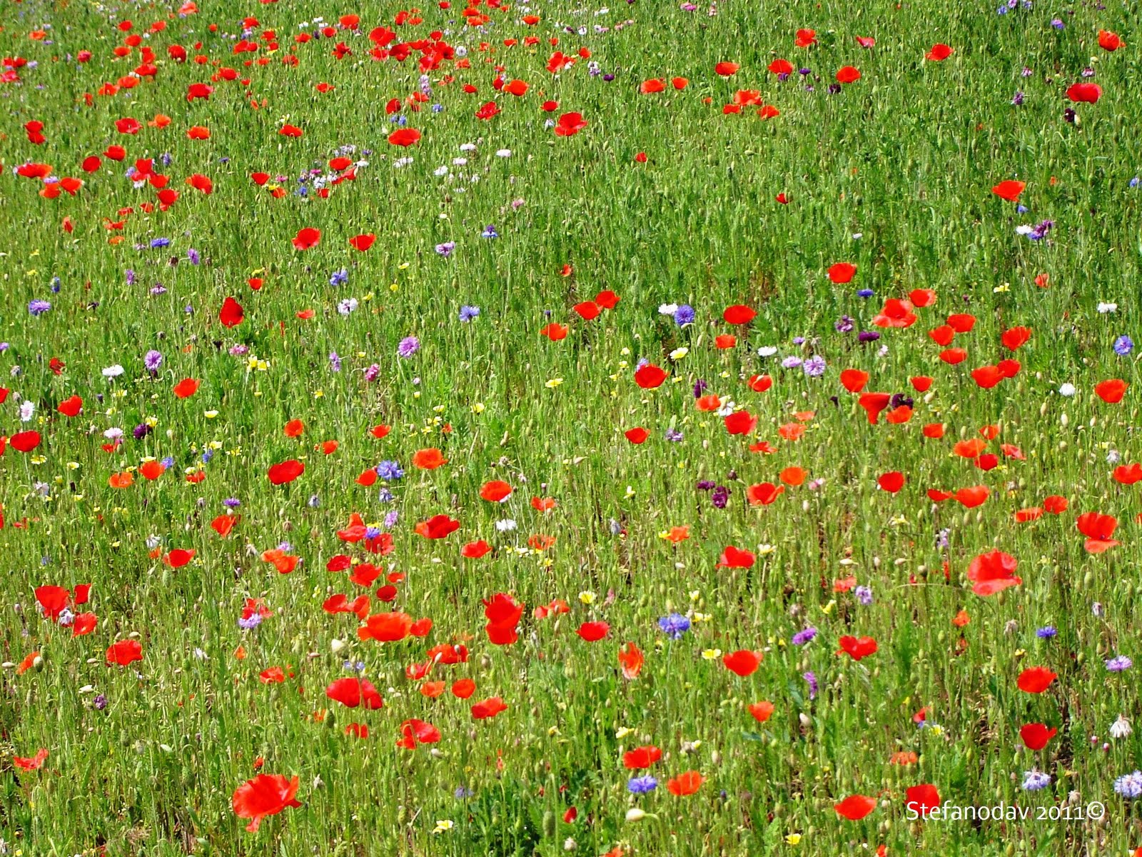 Fiori di Campo - Campo di Fiori
