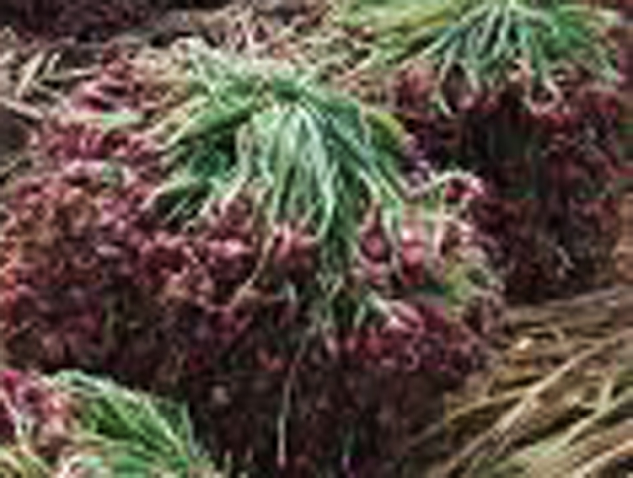 BUDIDAYA BAWANG MERAH DARI BIJI | Cara Budidayaku