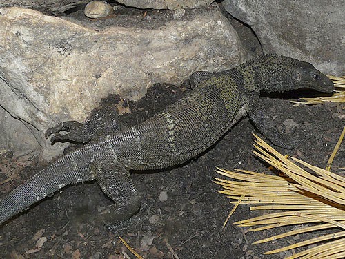 Jenis - Jenis Varanus ( Genus Varanidae ) di Dunia: Jenis - jenis atau ...