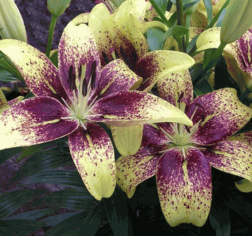 B&D Lilies Garden Blog: Lily Flower Colors During Hot Weather