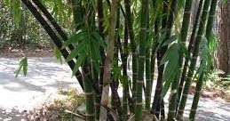 Manfaat Khasiat Bambu Tali Bagi Kesehatan Tubuh