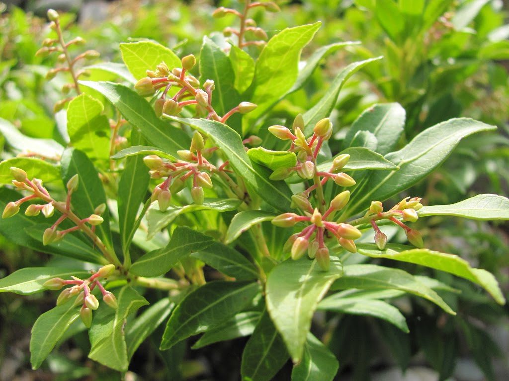 Victoria Gardens: Small scale evergreen shrubs: Pieris japonica ...