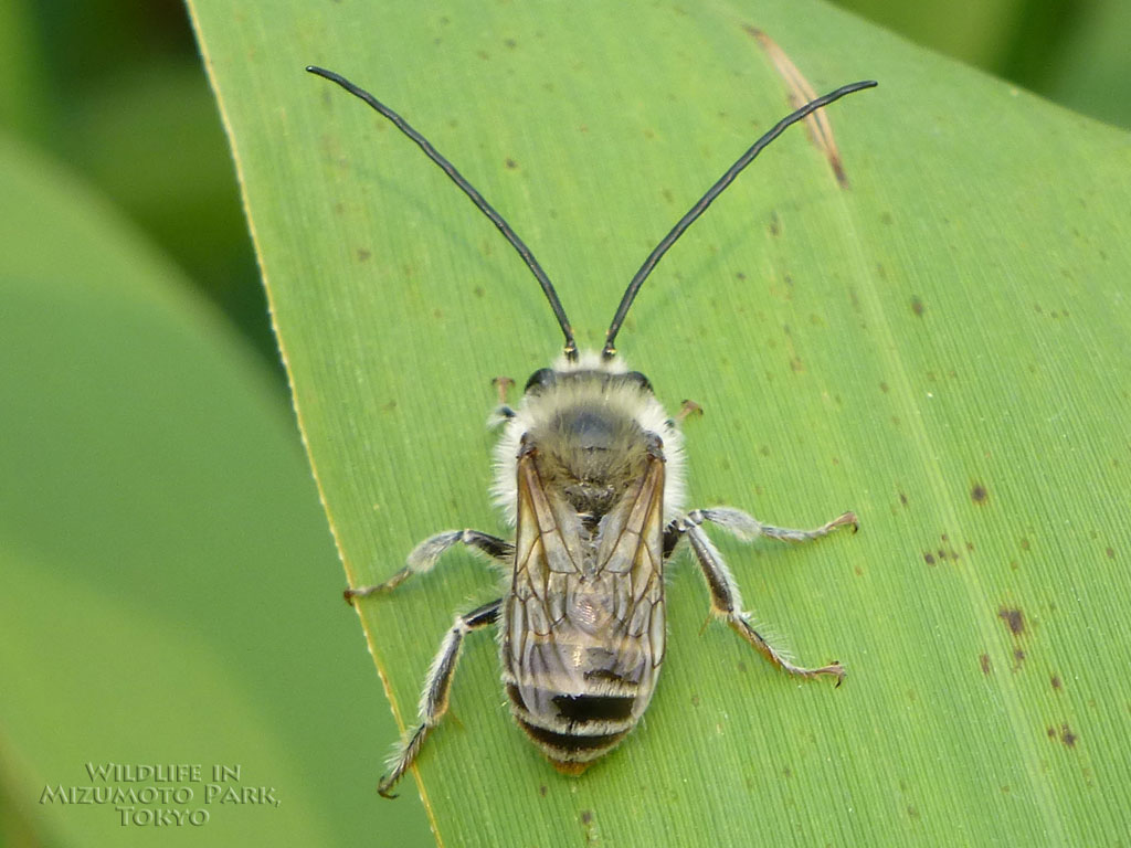 シロスジヒゲナガハナバチ Shirosuji-higenaga-hanabachi Long-horned Bee-水元公園の生き物