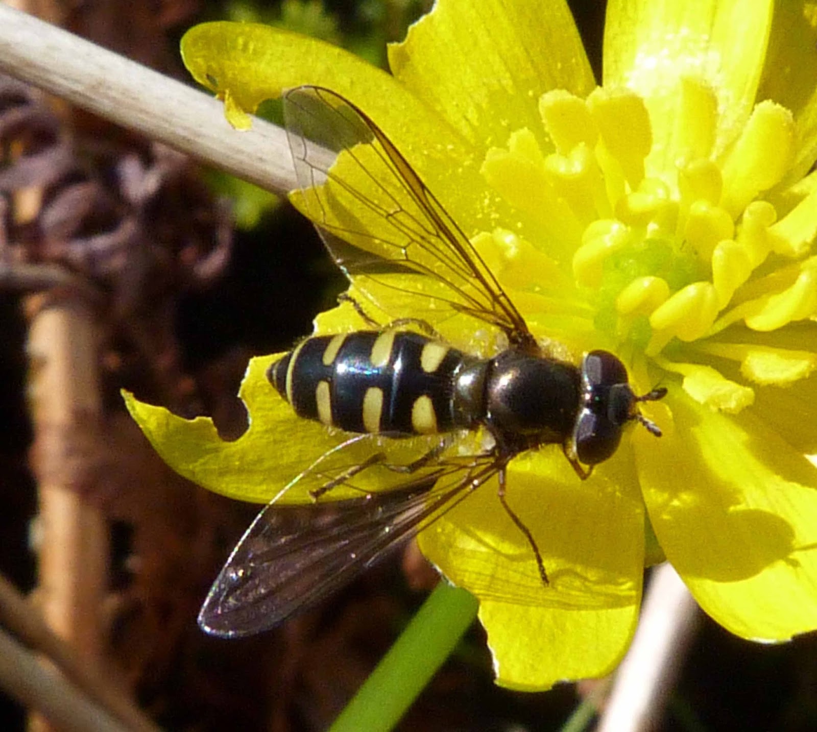 Insects of Scotland: Hoverflies