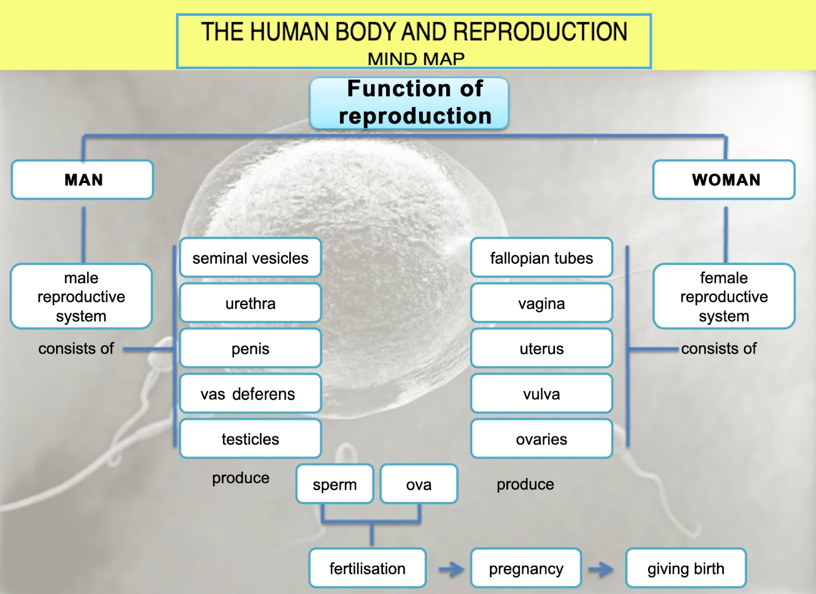 Blog de 6º de Primaria: Natural Science - UNIT: Human body and ...