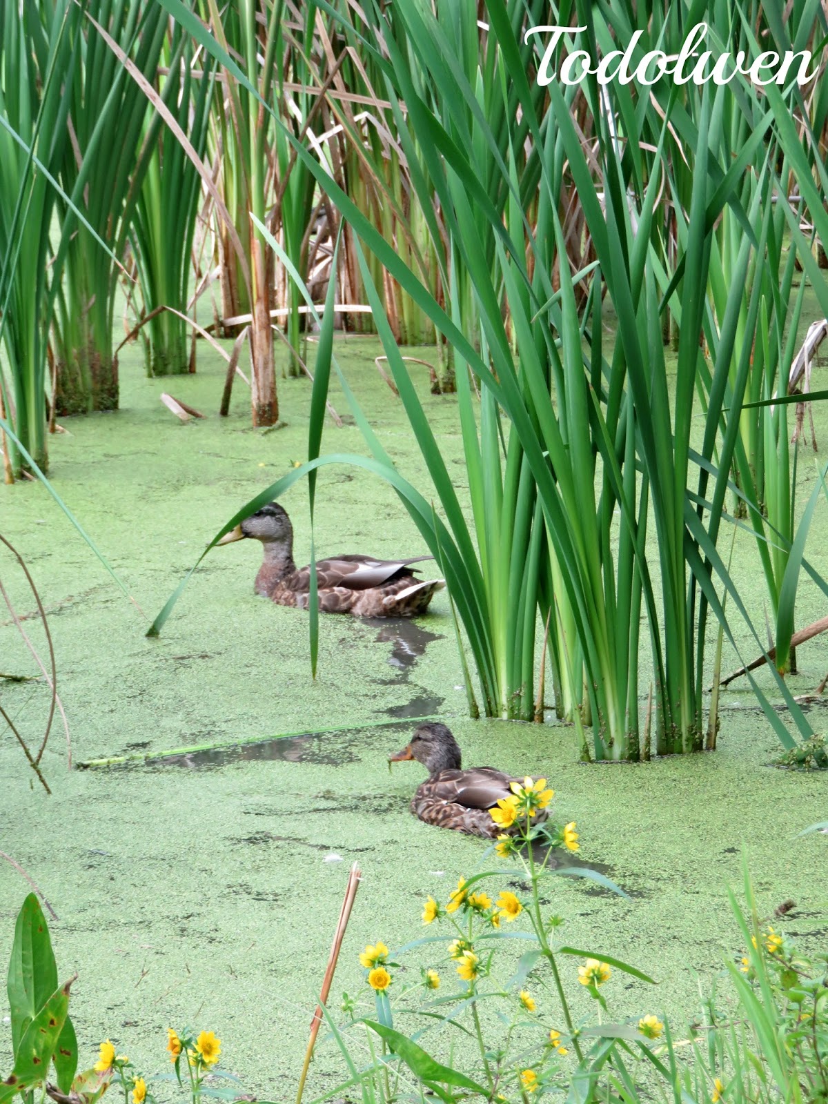 Todolwen: Cattail Pond