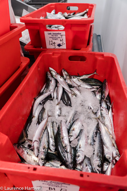 Through the Gaps! - Newlyn Fishing News: Mid-week fish market in Newlyn ...