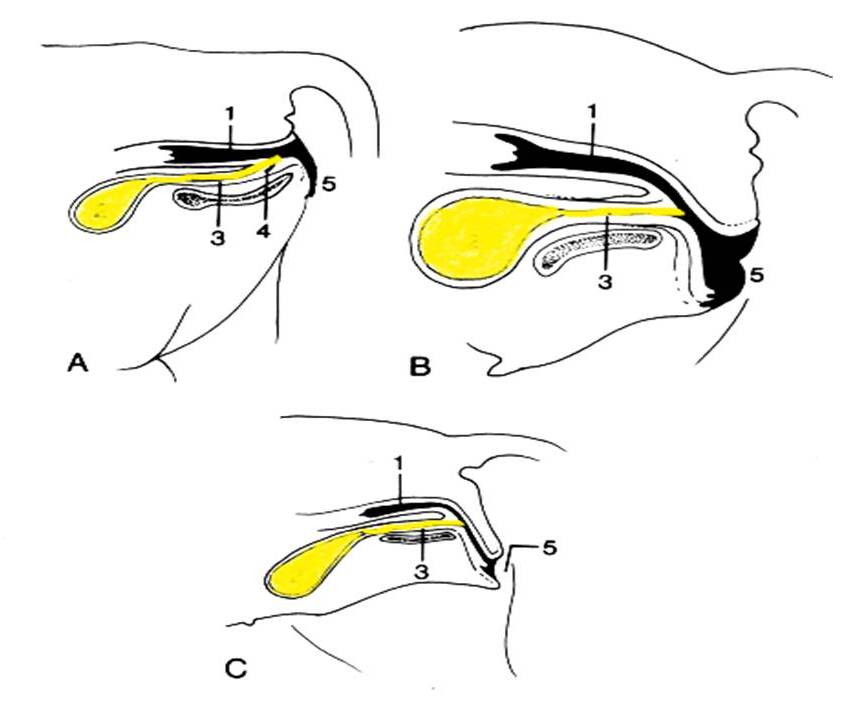 Anatomia Veterinária - VET 103: Órgãos Urinários