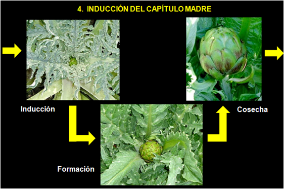 cultivo, proceso y comercializacion de la alcachofa