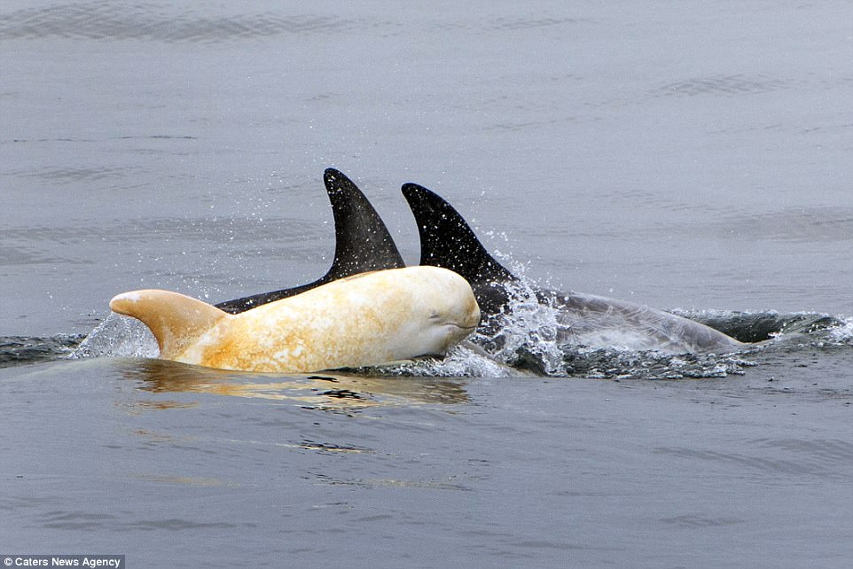 White Wolf : Incredibly rare albino dolphin is filmed frolicking off ...
