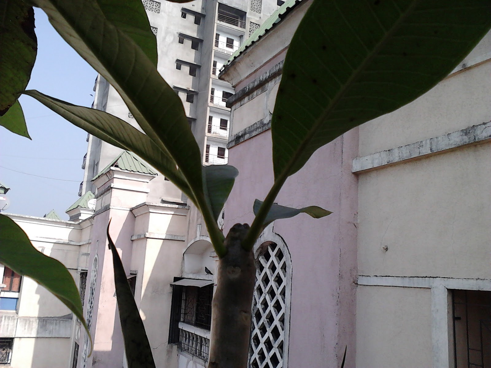 Garden Care Simplified: The Champa Flower Plant in Container ...