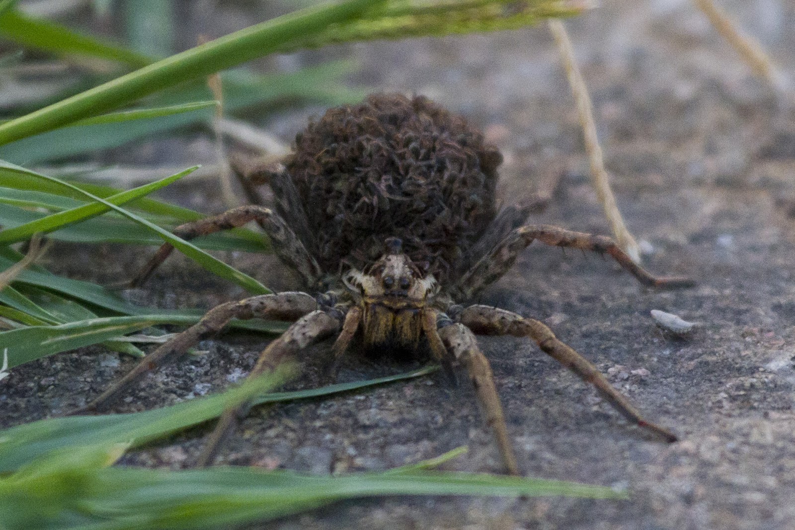 Foto naturalistiche: Ragno Shelob