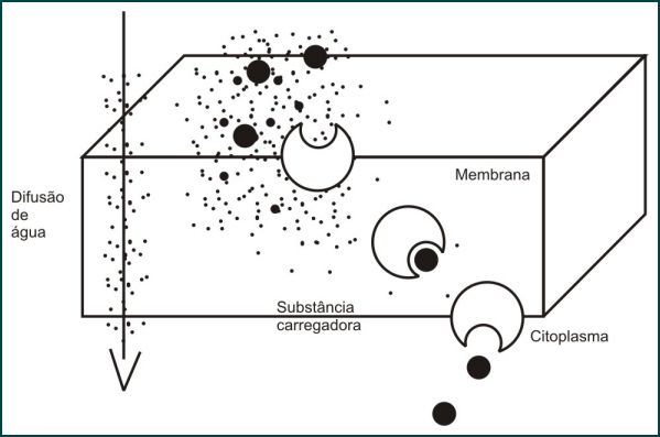 Biologia no ensino médio: 2º ano - aula 24 - Difusão Simples e Difusão ...