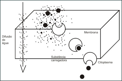 Biologia no ensino médio: 2º ano - aula 24 - Difusão Simples e Difusão ...