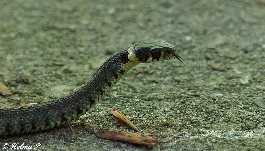 Helma's natuurfoto's: Ringslang (Natrix natrix).......