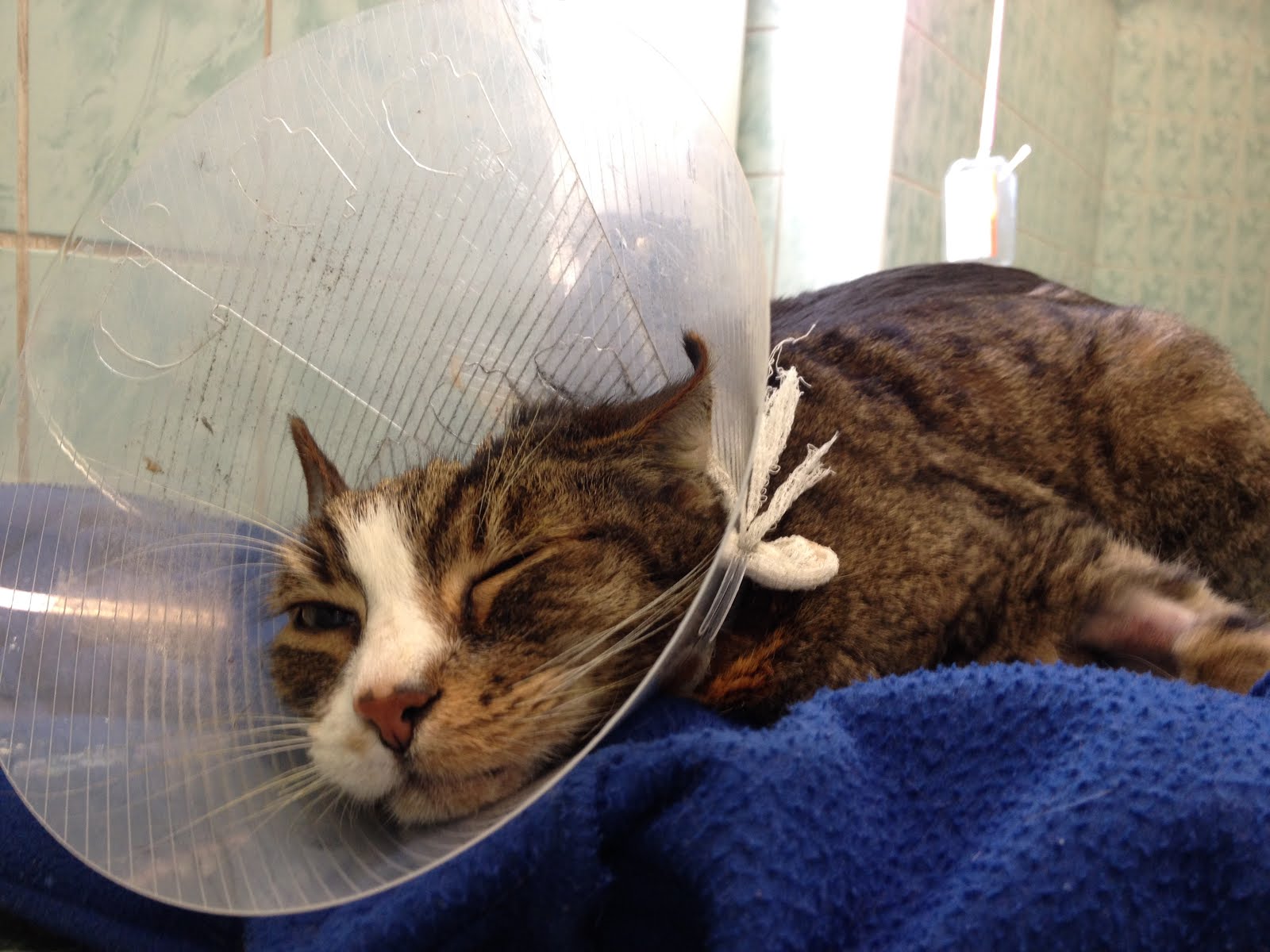 Dagome. Kot i rak.: Nowotwór płaskonabłonkowy ucha. Objawy w zachowaniu ...