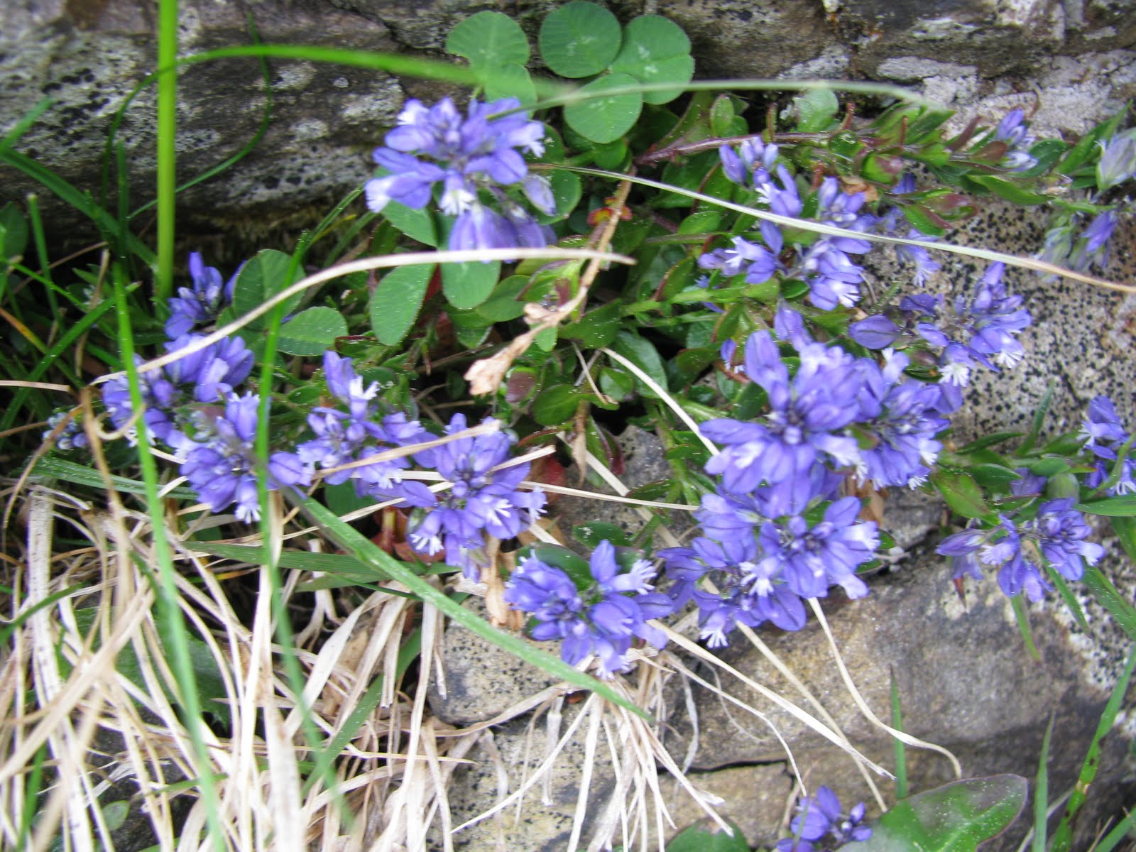 betima-photos: Modrina na planini