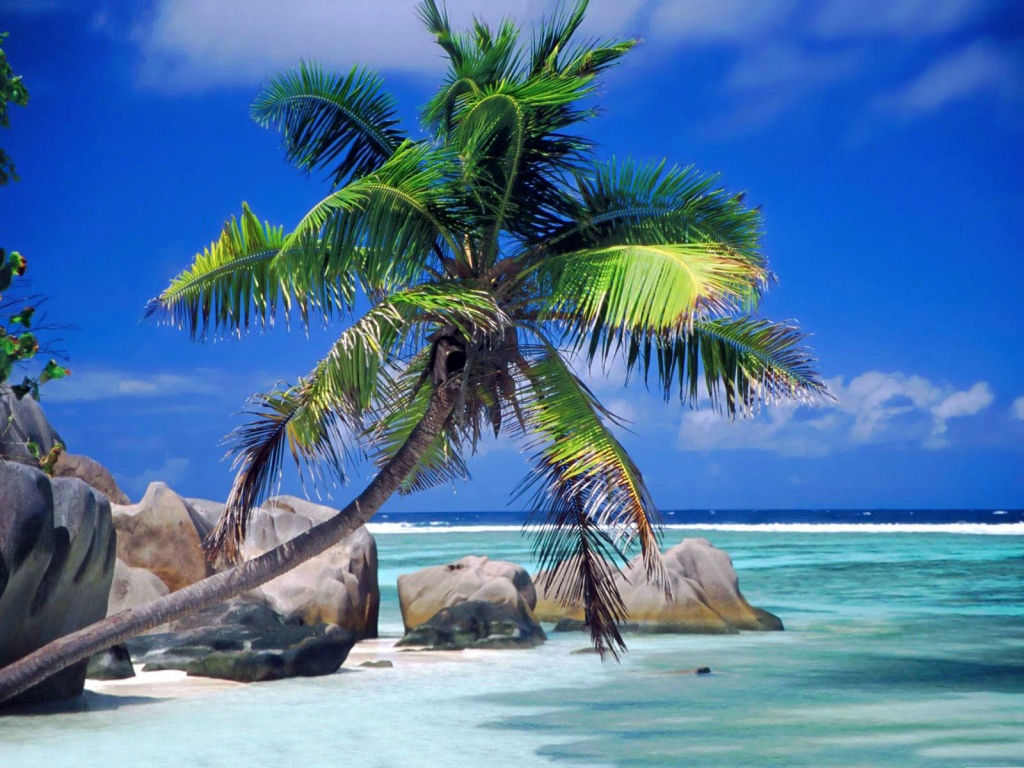 @ Imagens e Fotografias de: Fotos de Coqueiros