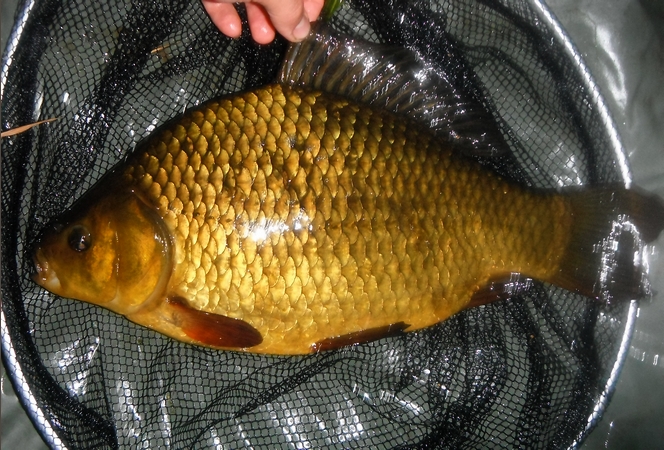 Ongella Teemun kanssa: Ruutanoita!