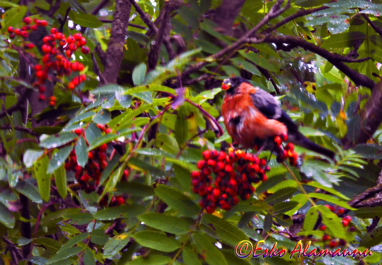 Eko-Kuvia: Syyskuu 2016 alkoi....