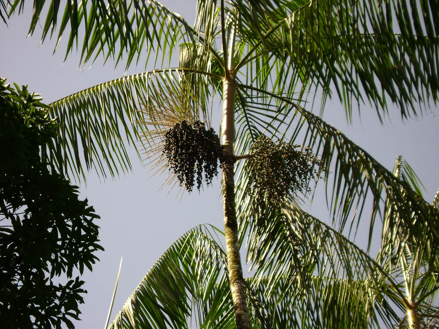 AÇAÍ (Euterpe oleracea Mart.): Sobrevivência alimentar e econômica dos ...