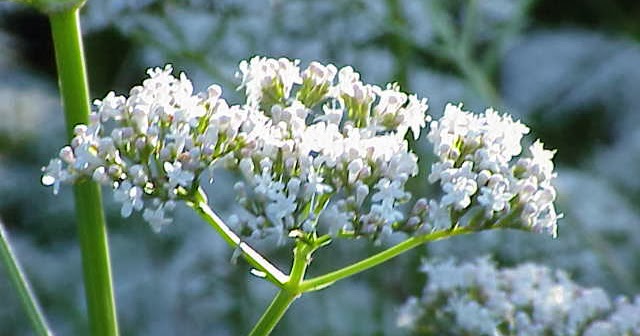 Kruiden & Specerijen: Valeriaan