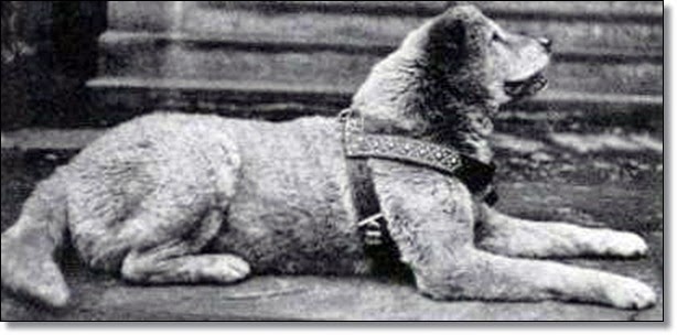 The Pet Tree House - Where Pets Are Family Too : Do You Know the Story ...