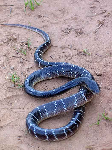 Common Krait The Monster Snake In India ~ planetanimalzone