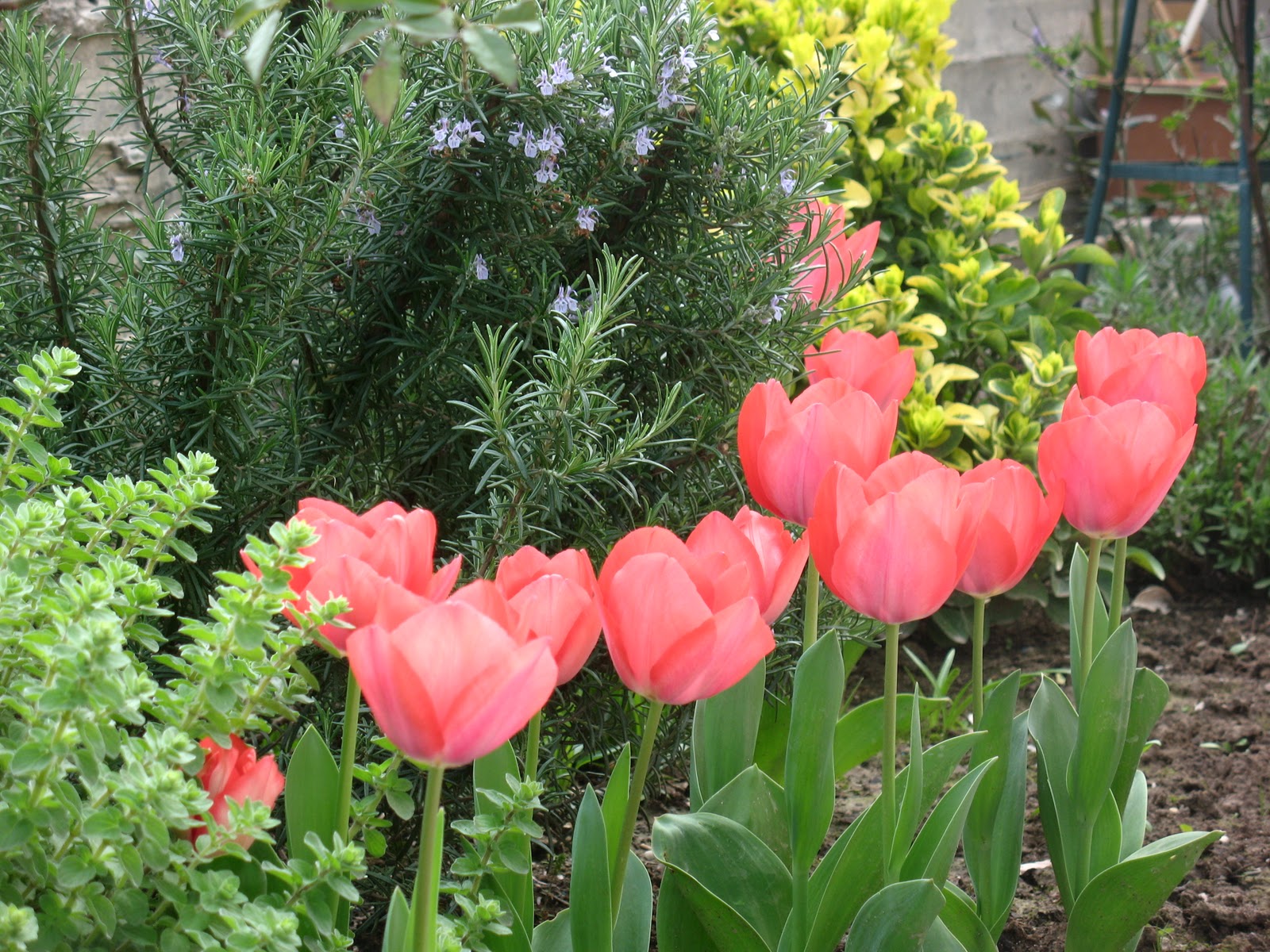 Jurnal de gradina: Lalele