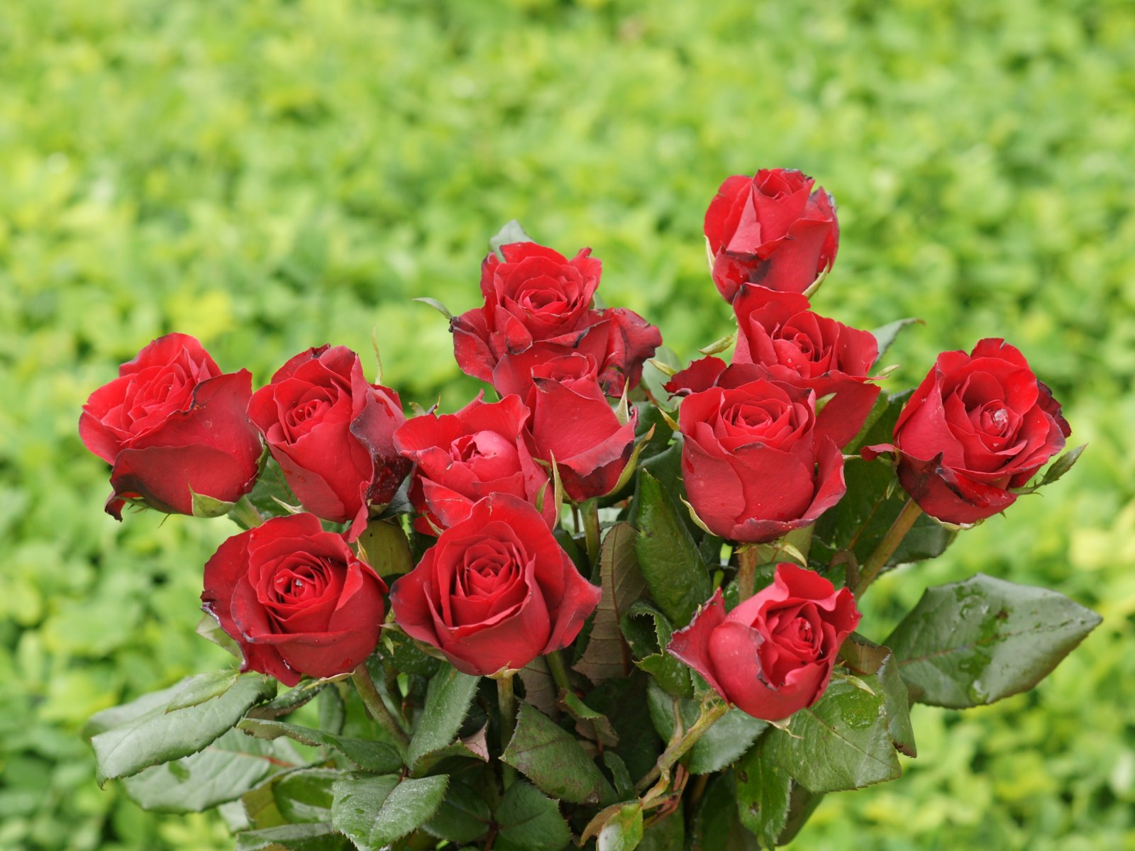 wallpaper of roses |Rose Wallpapers