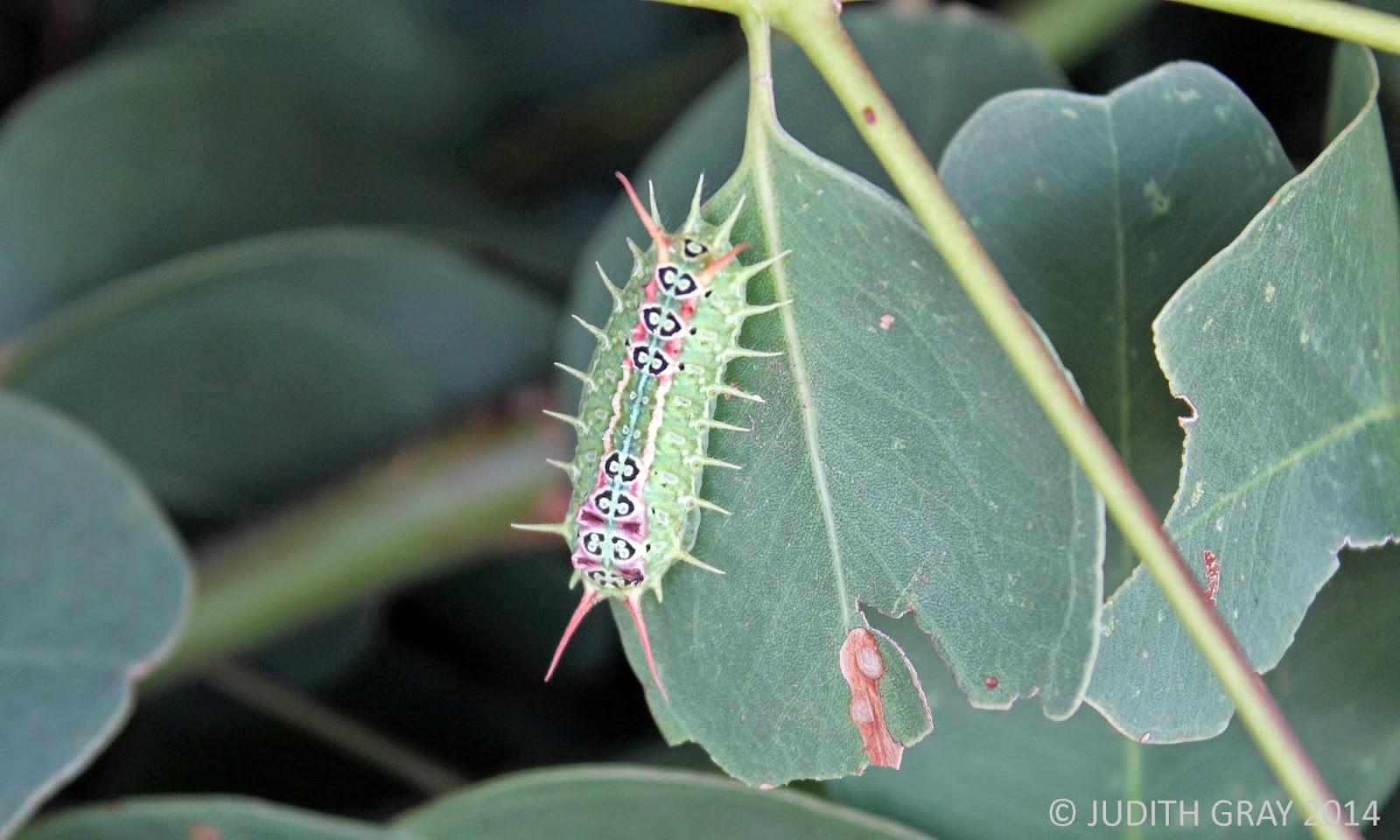 Caterpillar of the Four-spotted Cup Moth
