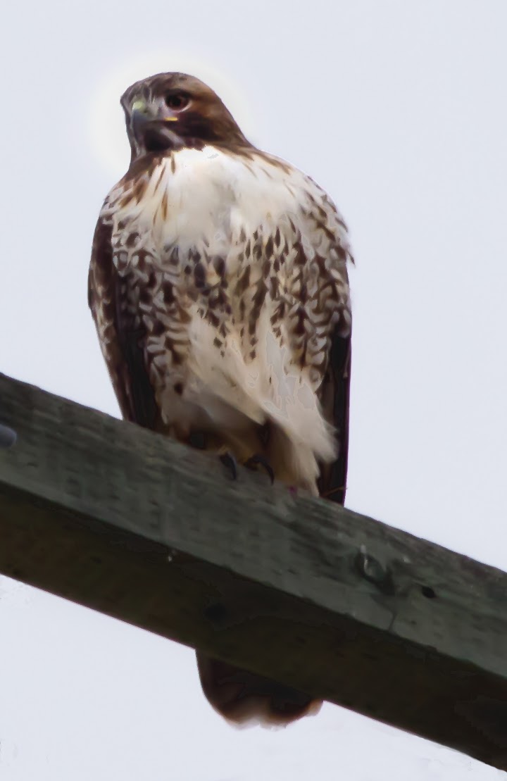 Chris Siddle - Okanagan Birder: Red-tailed Hawks in B.C.'s Southern ...