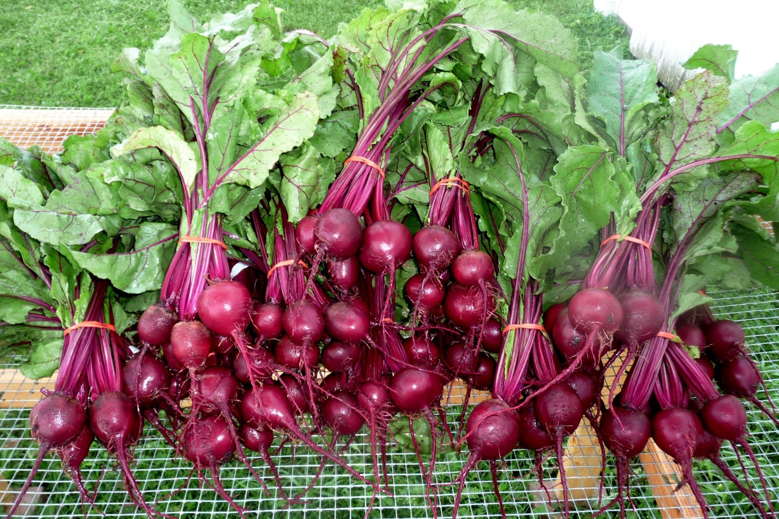 Alternative Roots Farm: July 2013