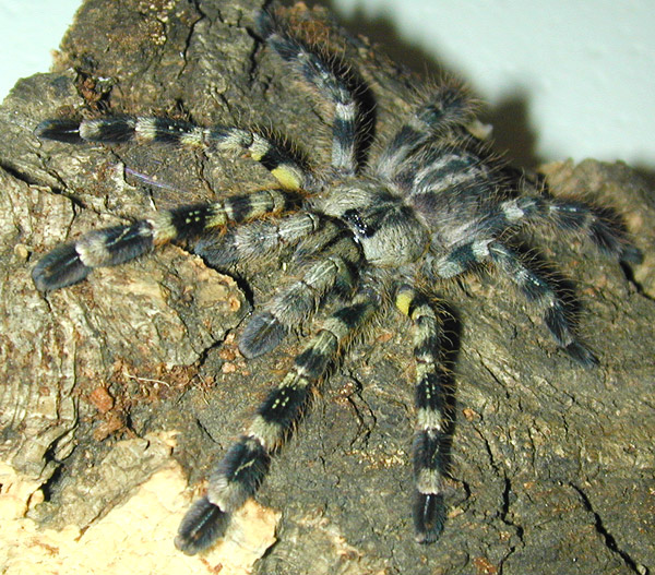 ReptinerReptiles: Poecilotheria regalis